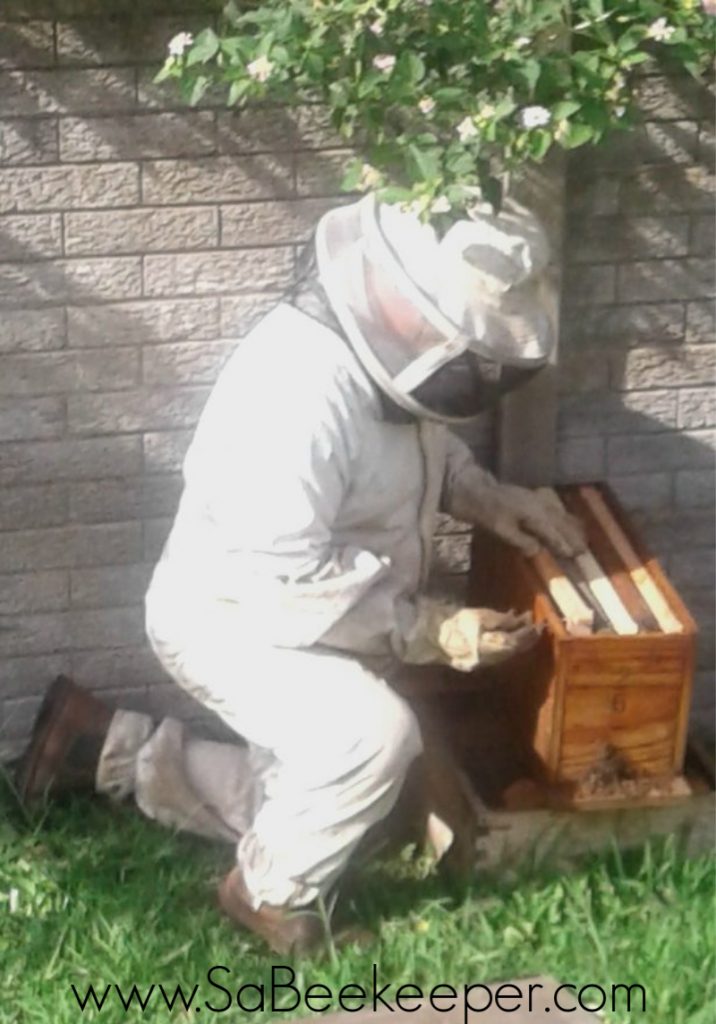A Swarm Rescued - SA BeeKeeper