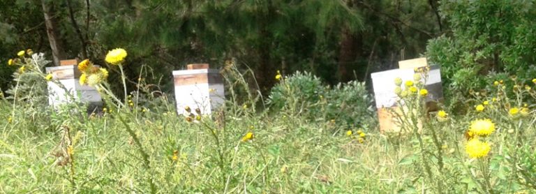 bee boxes in fields - SA BeeKeeper