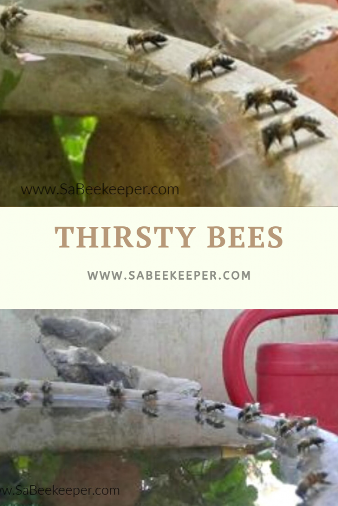 thirsty bees - SA BeeKeeper