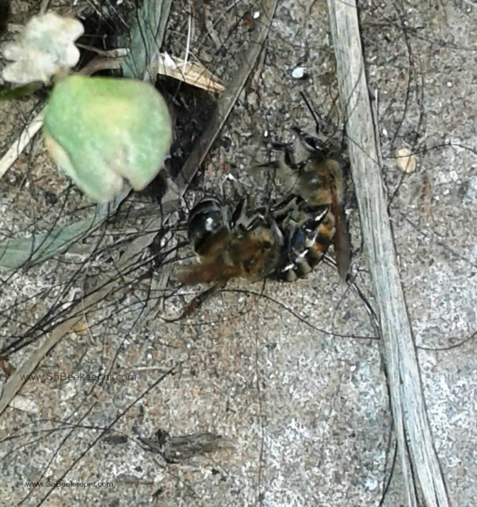 fighting bees - SA BeeKeeper