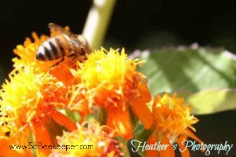 Flowers and Busy Honey Bees in Ecuador. - SA BeeKeeper