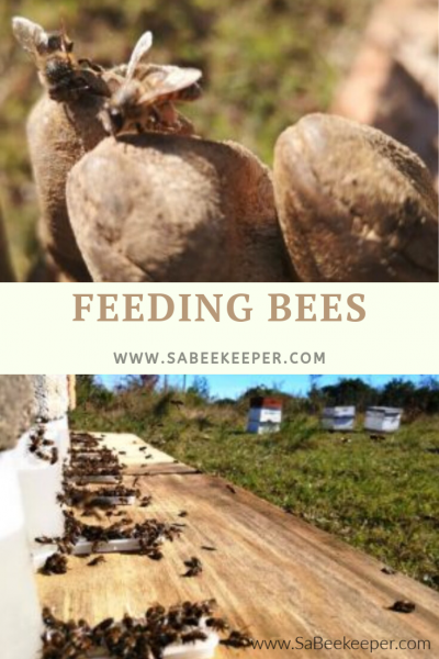 Feeding Bees - SA BeeKeeper