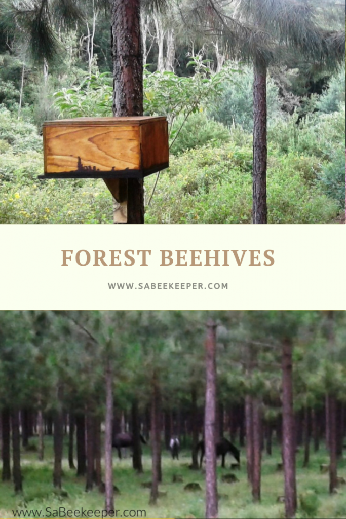 forest beehives - SA BeeKeeper
