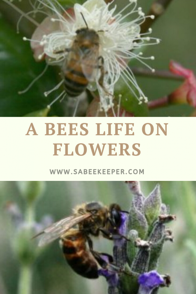 A Bees Life on Flowers - SA BeeKeeper