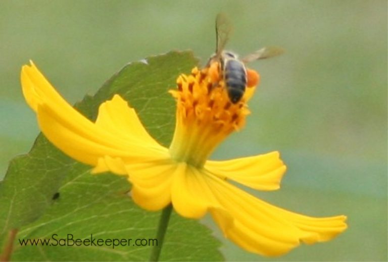Pollen and the Bees - SA BeeKeeper