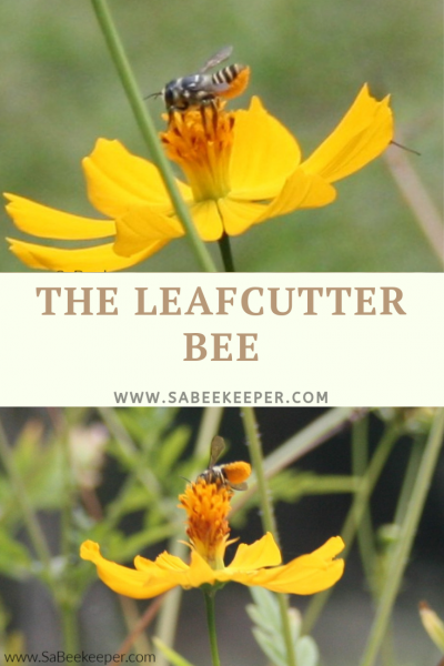 The Leafcutter Bees Life Cycle. - SA BeeKeeper