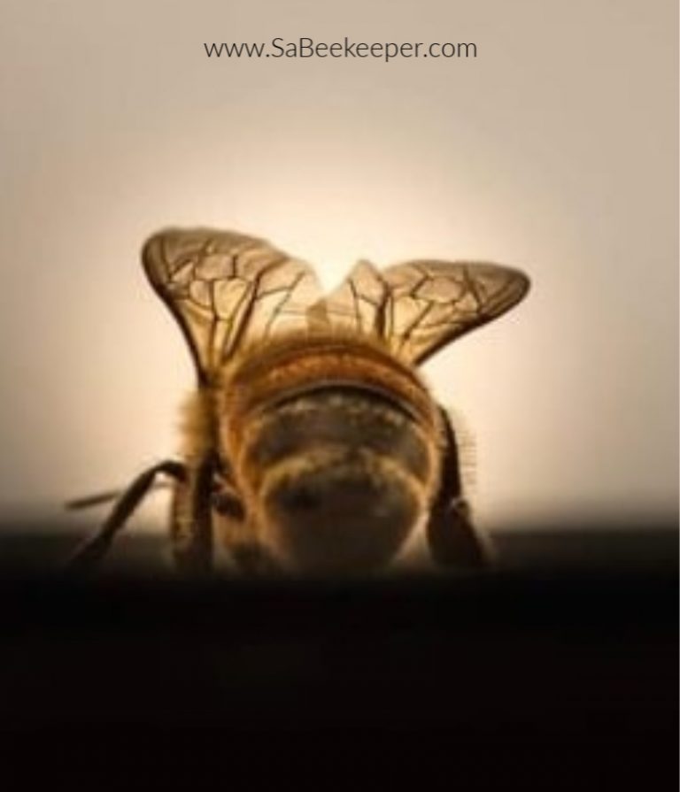 The Anatomy of the Honey Bee - SA BeeKeeper