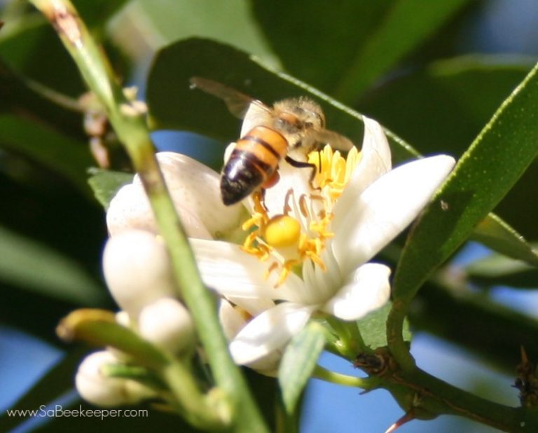 Flowers that Bees Forage. - SA BeeKeeper