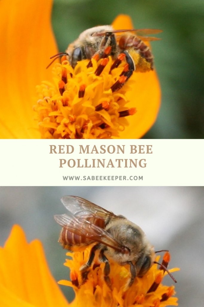 Red Mason Bee Pollinating - SA BeeKeeper