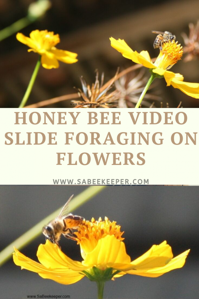 A Busy Honey Bee Foraging on Cosmos Flowers - SA BeeKeeper