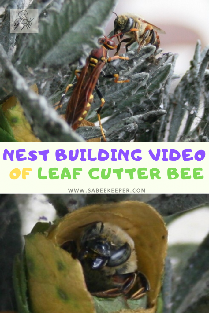 Nest Building video of Leaf Cutter Bee - SA BeeKeeper