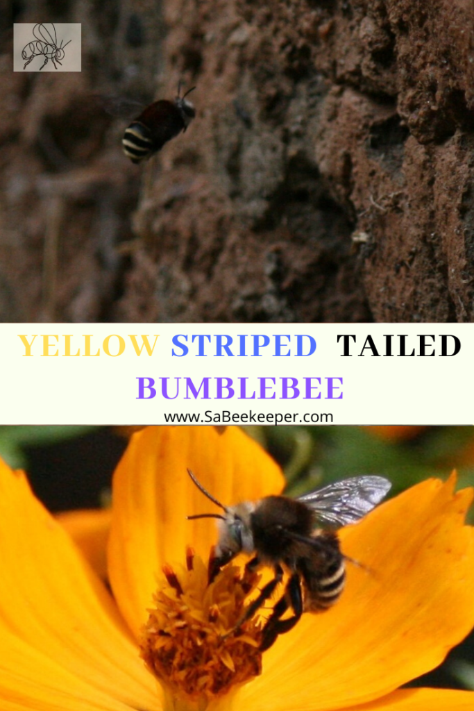Yellow Striped Tailed Bumblebee - SA BeeKeeper