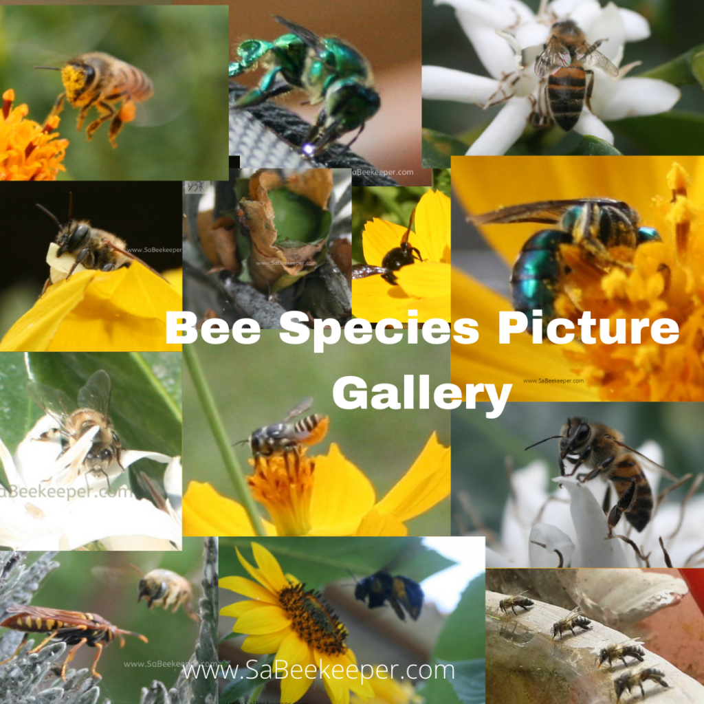 Bee species picture gallerys - SA BeeKeeper