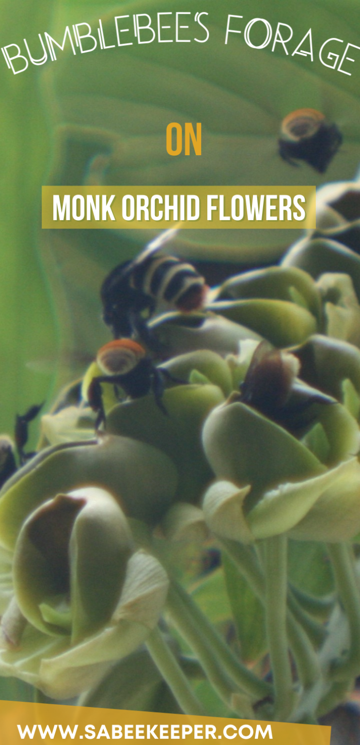 Bumblebees Forage on Monk Orchid Flowers - SA BeeKeeper