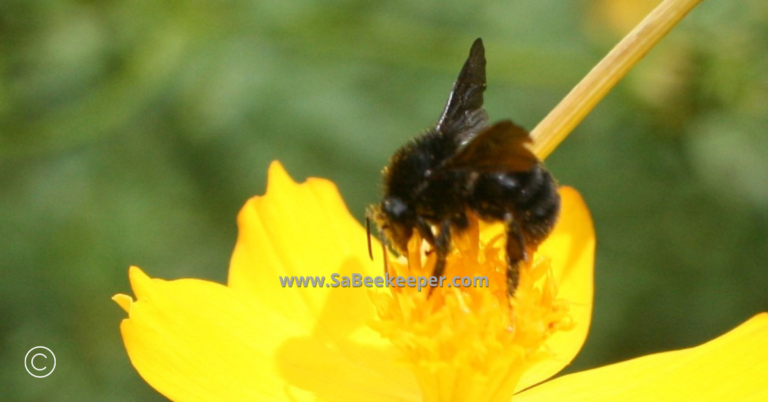 solitary-black-bumblebee-foraging-8 - SA BeeKeeper