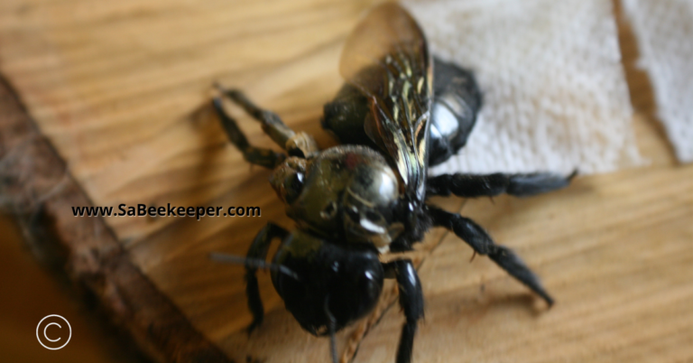 A-Carpenter-Bees-Deformed-Wing-8 - SA BeeKeeper