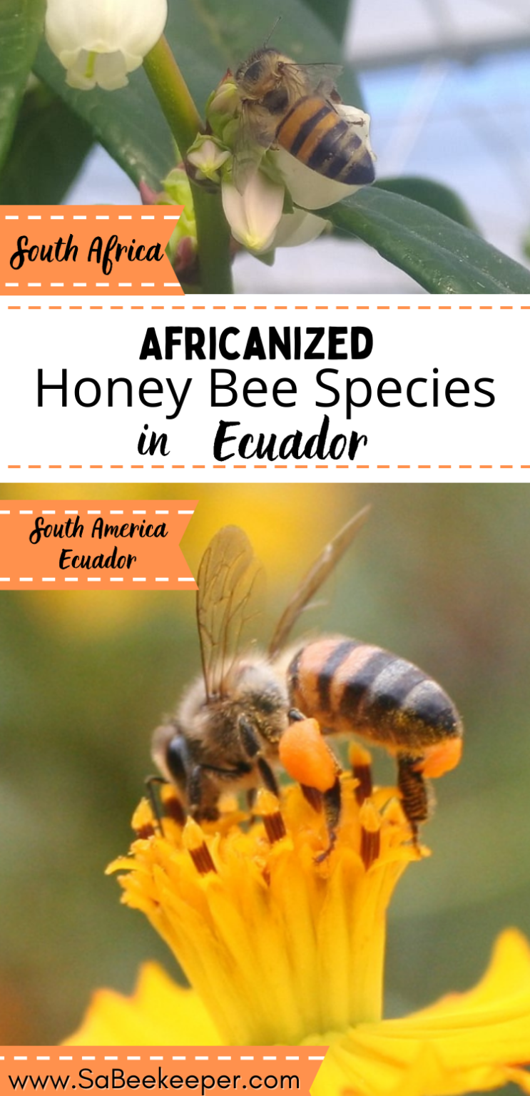 Africanized Honey Bee Species in Ecuador - SA BeeKeeper