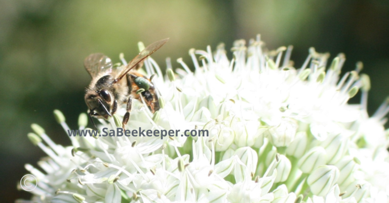 Bees Forage on White Onion flowers - SA BeeKeeper