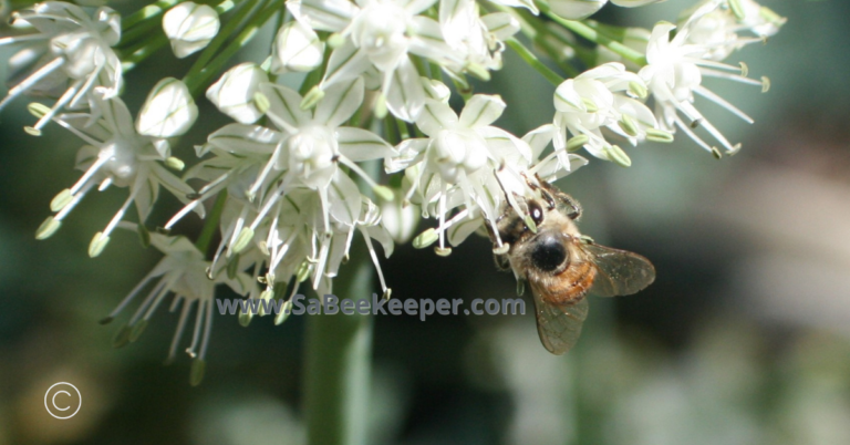 Bees Forage on White Onion flowers - SA BeeKeeper