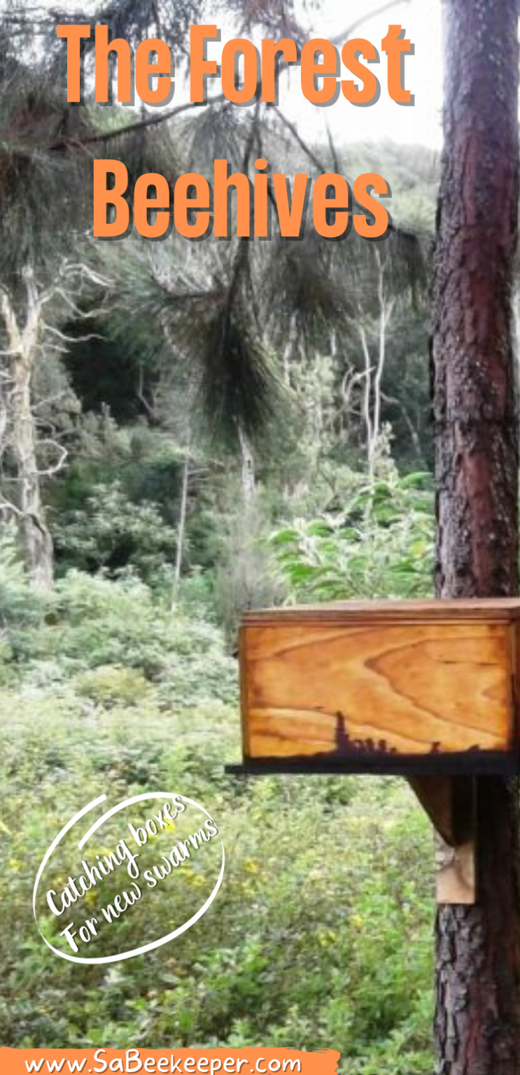 The Forest Beehives. - SA BeeKeeper